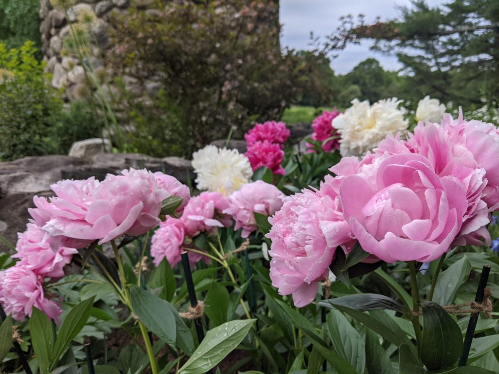 Virtual Garden Tour — Concord Museum