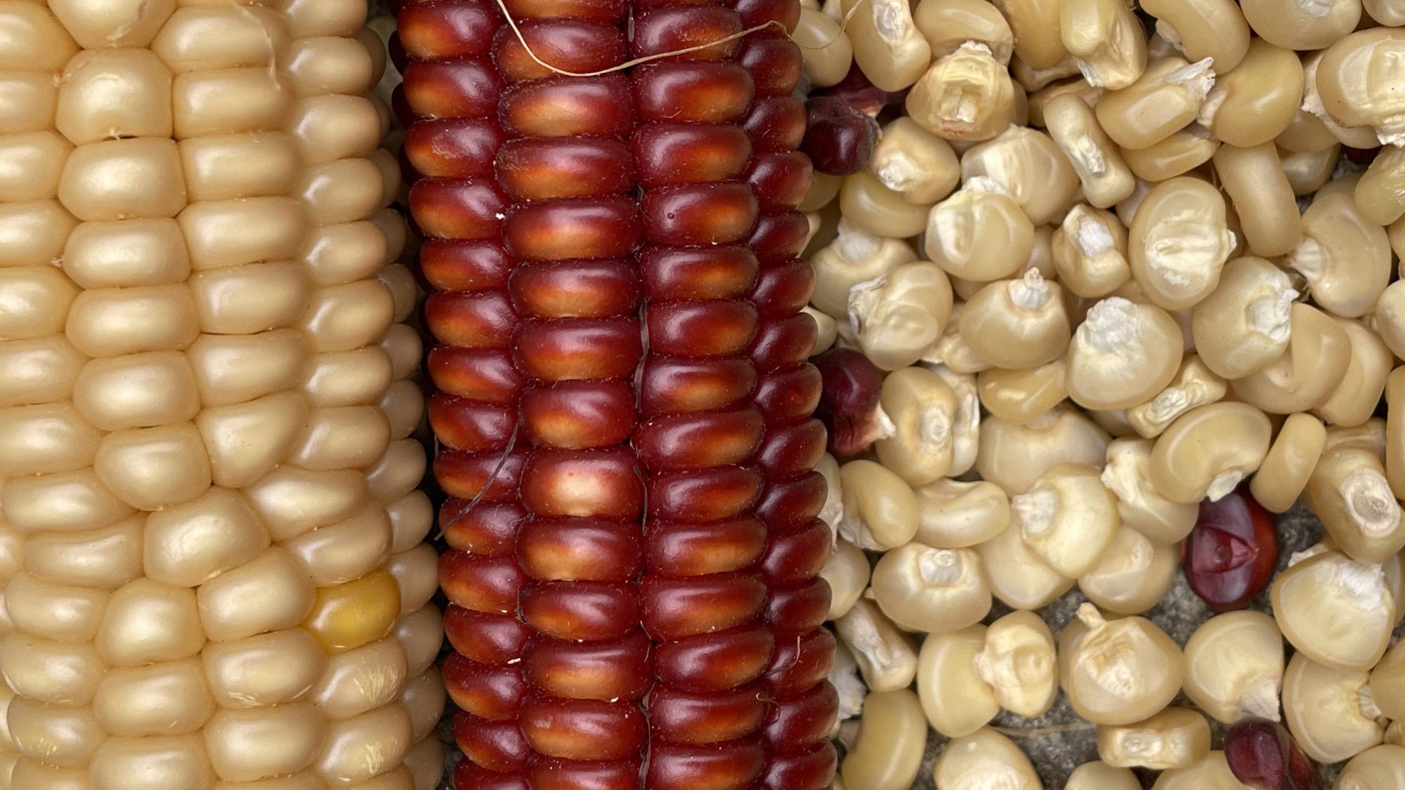 Nummeehquantamūmun — Concord Museum